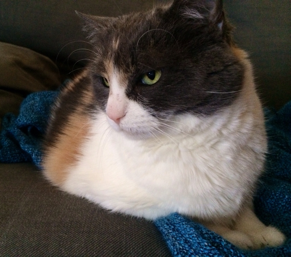 I got your grumpy cat right here, pal (and Iggy learns a valuable life ...